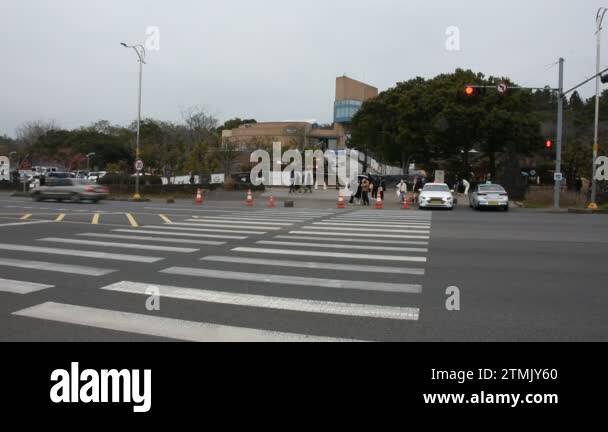Museum zebra Stock Videos & Footage - HD and 4K Video Clips - Alamy