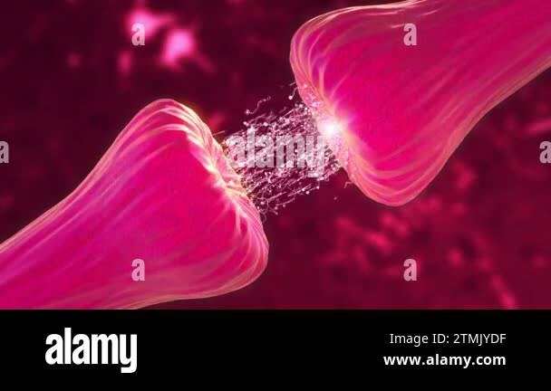 Neuronal and Synapse Activity animation showing chemical messengers or ...