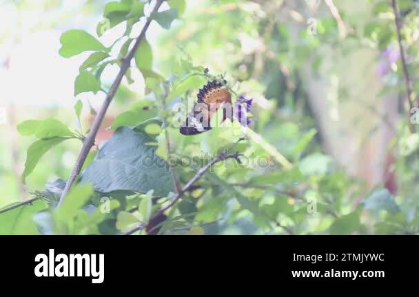 Pollen symmetry Stock Videos & Footage - HD and 4K Video Clips - Alamy