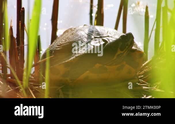 Sunbathing turtle at the shore of a lake warming up in the sunshine as ...