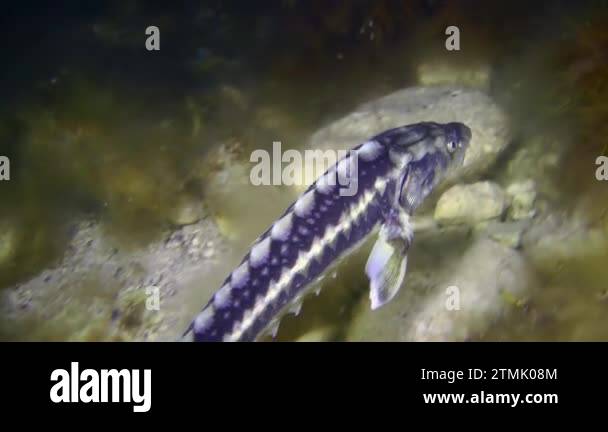 Russian sturgeon or Diamond sturgeon (Acipenser gueldenstaedtii) swims ...