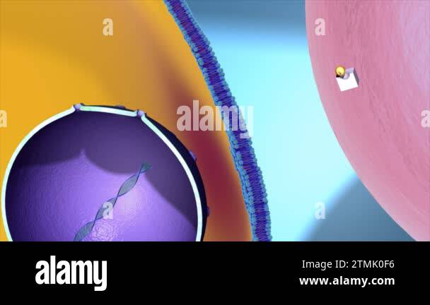 Steroid hormones action Stock Videos & Footage - HD and 4K Video Clips ...