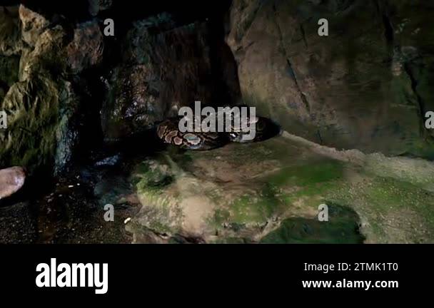 Terrarium with venomous snakes.Tropicarium-Oceanarium Budapest. The ...