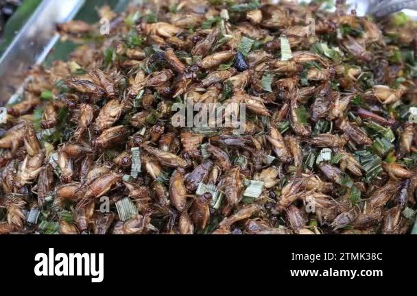 Thailand beetles Stock Videos & Footage - HD and 4K Video Clips - Alamy