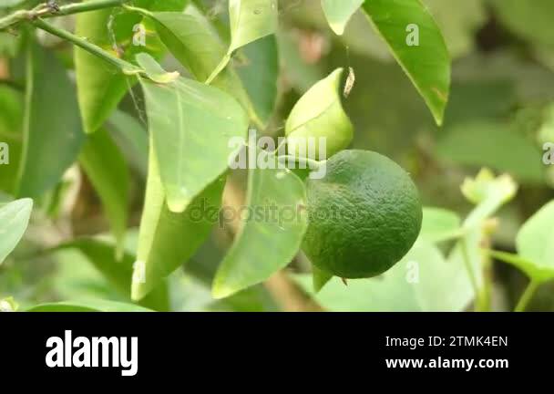 Amanatsu or natsumikan is yellowish orange citrus hybrid fruit, group ...