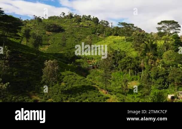 Green tea estate landscape. Tea plantations in Sri Lanka Stock Video ...