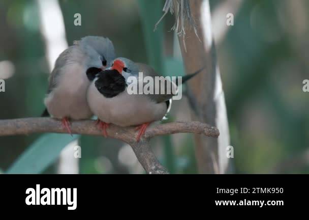 Two long tailed birds Stock Videos & Footage - HD and 4K Video Clips ...