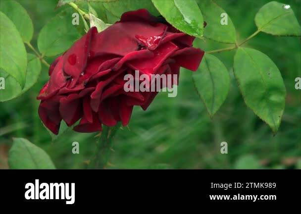 Specimen rose Stock Videos & Footage - HD and 4K Video Clips - Alamy