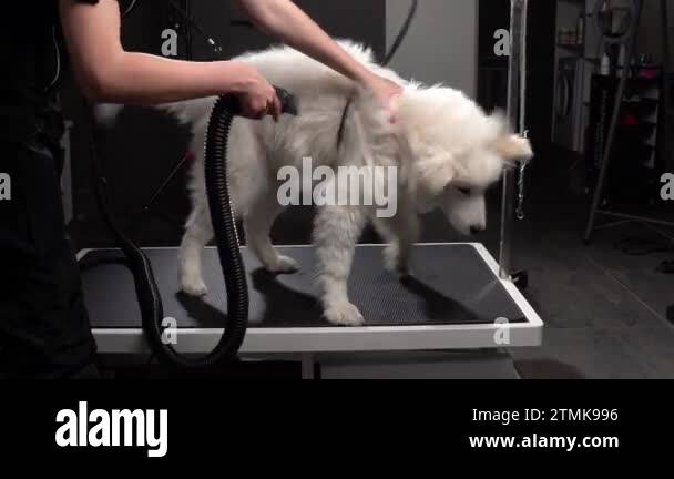 Hygiene for dogs Stock Videos & Footage - HD and 4K Video Clips - Alamy