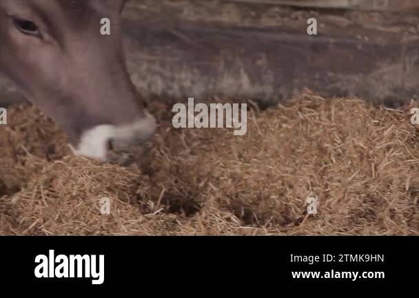 Cow eats hay close-up of the head. head of a cow. cow chewing hay Stock ...