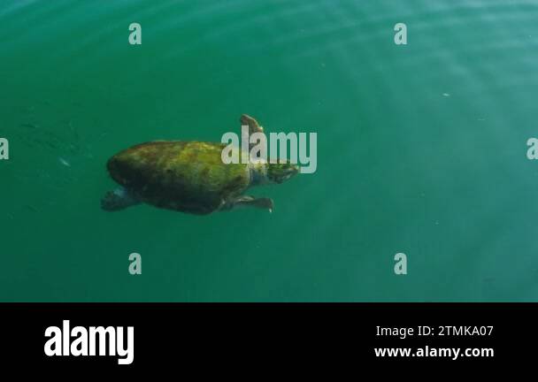 Loggerhead sea turtle underwater then emerging above water surface to ...