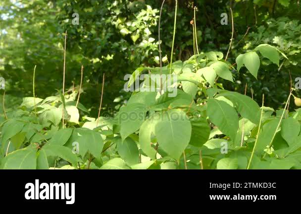 Aesculus parviflora (bottlebrush buckeye) is species of buckeye. It is ...
