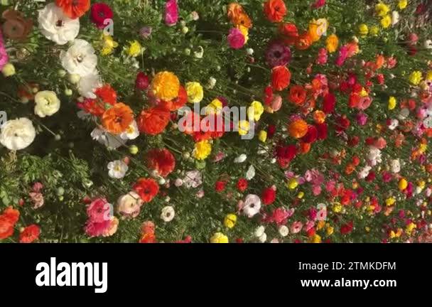 Ranunculus fields. Beautiful rows of flowers. Asian ranunculus farm ...