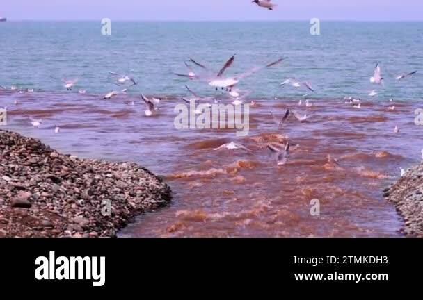 Dumping of dirty wastewater into sea Industrial and factory wastewater ...