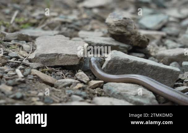 A deaf adder, also slow or blind worm, Angius fragilis, is a legless ...