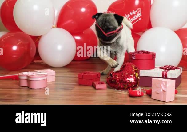 Funny cool pug glasses Stock Videos & Footage - HD and 4K Video Clips ...