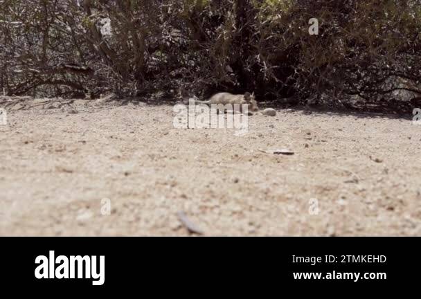 cute little Degus, Octodon, rodents native to South America. Group of ...