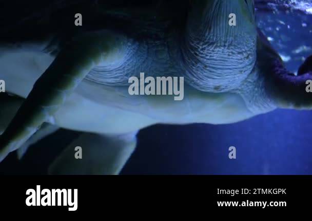 Wild animal of the ocean. Marine tropical life in shallow water. A ...