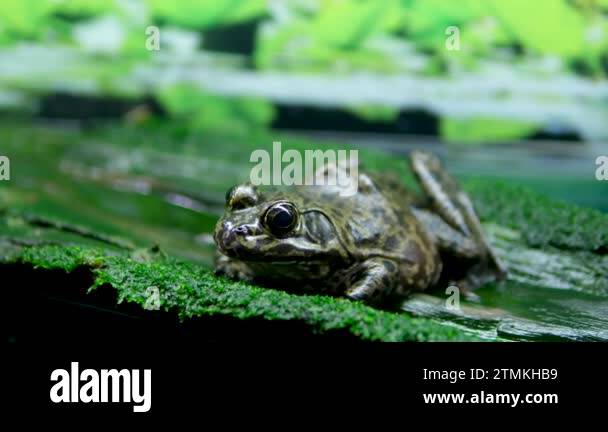 African Bullfrog Mating On Water frog in aquarium transparent water ...