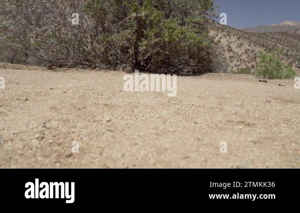 cute little Degus, Octodon, rodents native to South America. Group of ...