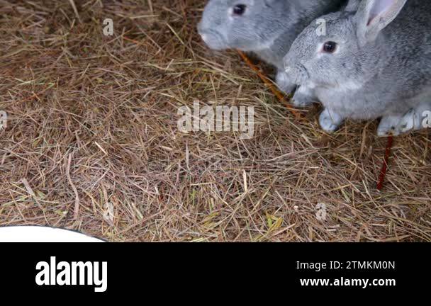 Rabbits droppings Stock Videos & Footage - HD and 4K Video Clips - Alamy