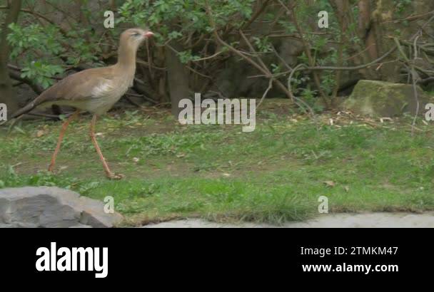 Bird snakes Stock Videos & Footage - HD and 4K Video Clips - Alamy