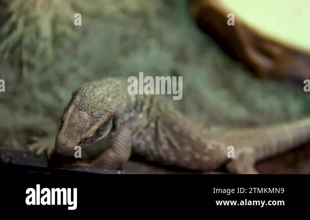 varanus exanthematicus Savannah monitor lizards are robustly built ...