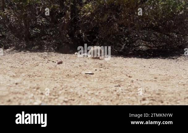 slow motion of cute little Degus, Octodon, rodents native to South ...