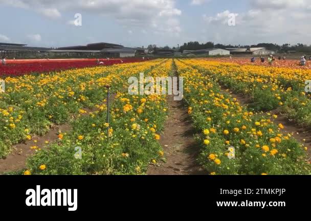 Ranunculus fields. Beautiful rows of flowers. Asian ranunculus farm ...