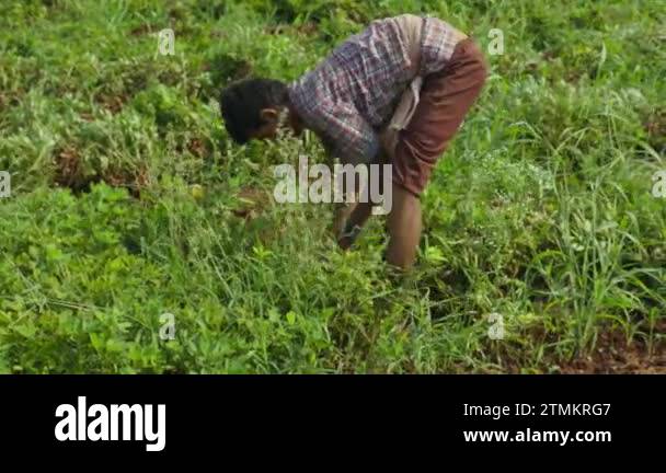 Vijayanagara,India-April 16,2023:A young labourer harvests fresh ...