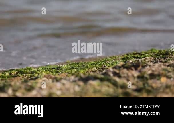 Algae foam Stock Videos & Footage - HD and 4K Video Clips - Alamy