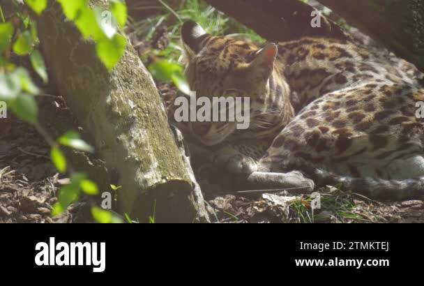 Bengal Cat Predator is Resting in Nature Animal is Lying on a Ground ...