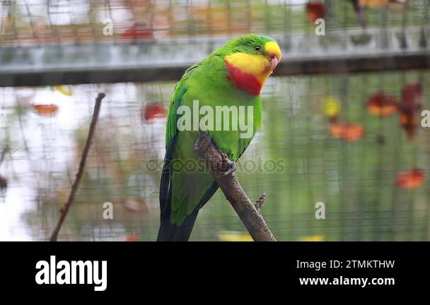 Barraband parrot Stock Videos & Footage - HD and 4K Video Clips - Alamy