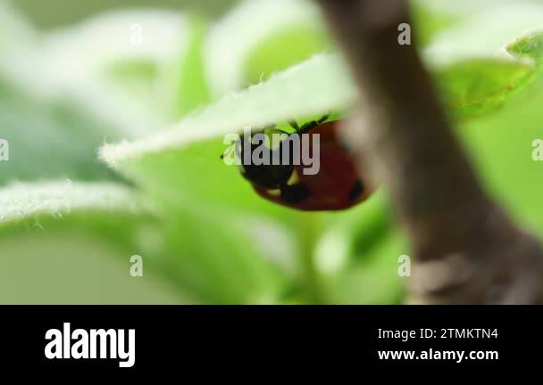 Lady cow Stock Videos & Footage - HD and 4K Video Clips - Alamy