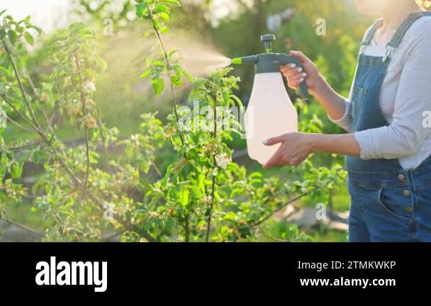 Woman with spray sprays fungicides on flowering fruit trees of an apple ...