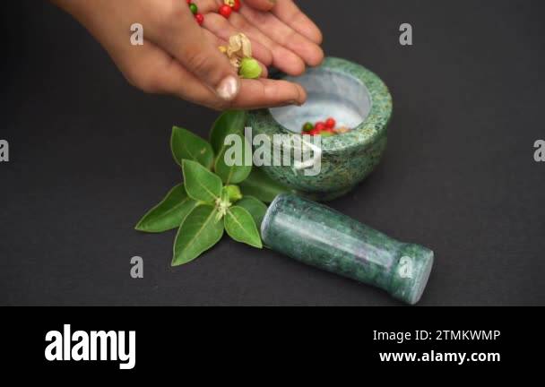 Ashwagandha known as Withania somnifera plant growing. Indian powerful ...