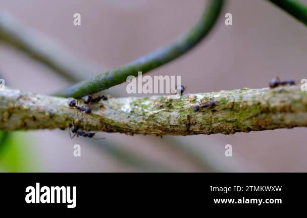 Nature Footage. Video macro of Lasius niger, known as black ants ...