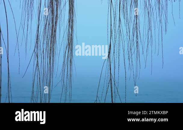 Foggy Lake scene with branches of weeping willow swinging in the wind ...