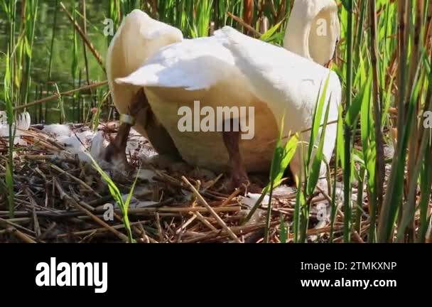Graceful white swan breeding in nest with eggs as white cygnus at lake shore in mating and ...