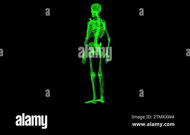 3d Skeleton Rotates On Black Bg Object Dissolved Green Flickering Particles 60 Fps Business