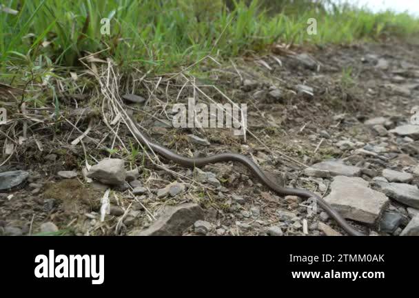 A deaf adder, also slow or blind worm, Angius fragilis, is a legless ...