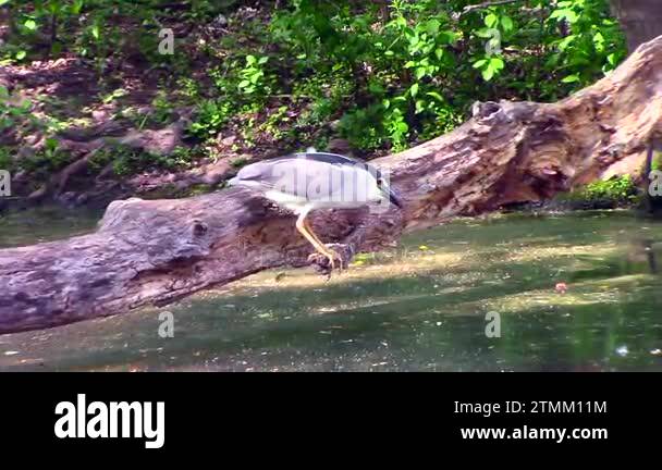 Qua bird Stock Videos & Footage - HD and 4K Video Clips - Alamy