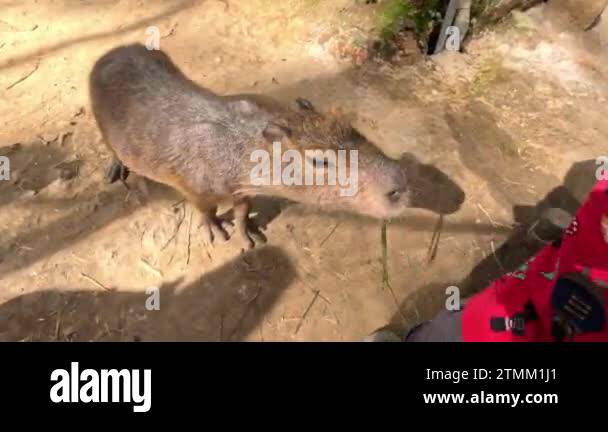Little boy is feeding a cute capybara with grass. Its not afraid. High ...