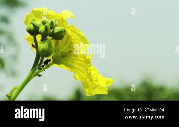 Loofah plant Stock Videos & Footage - HD and 4K Video Clips - Alamy