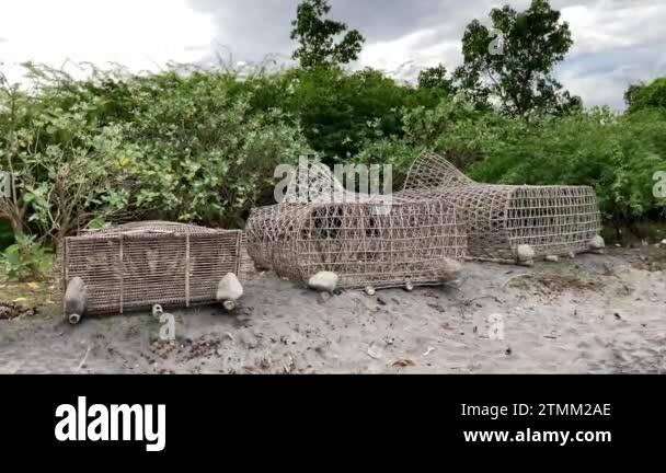 Bamboo crab trap Stock Videos & Footage - HD and 4K Video Clips - Alamy