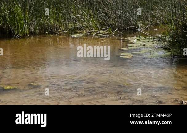 Zen water ripple Stock Videos & Footage - HD and 4K Video Clips - Alamy