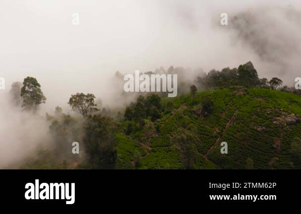 Green tea plantation covered with fog and clouds, Sri Lanka. Tea estate ...