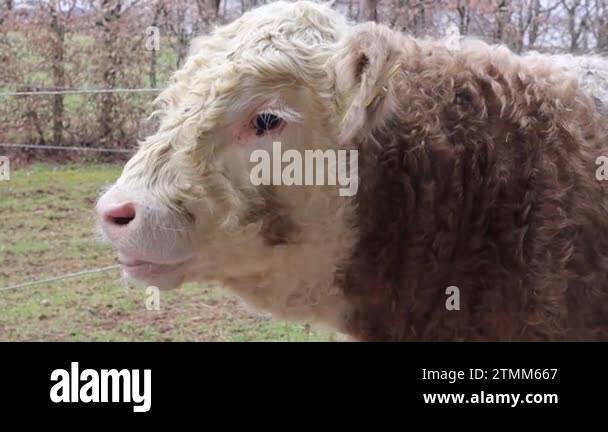 curly calf.Funny funny cow.Little cow.calf.bull in the yard.Little bull ...