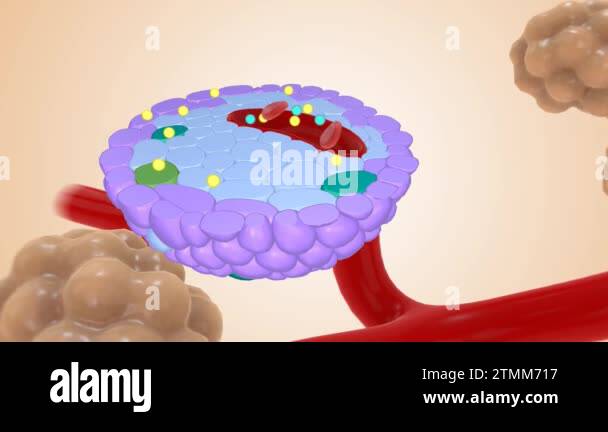 Insulin production Stock Videos & Footage - HD and 4K Video Clips - Alamy