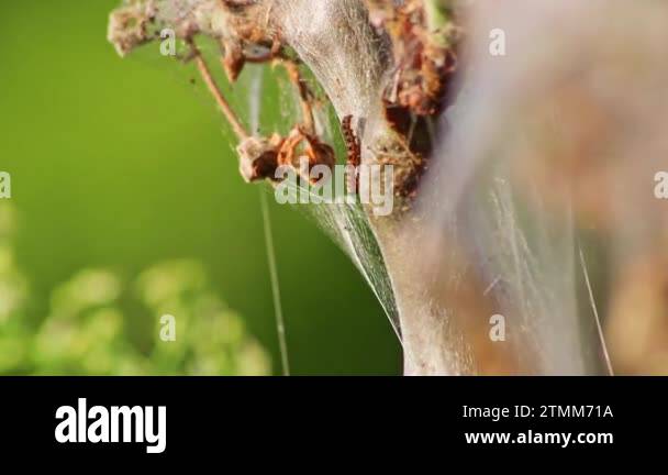 Many spinning moth caterpillars as canker worms in silky cocoon infest ...